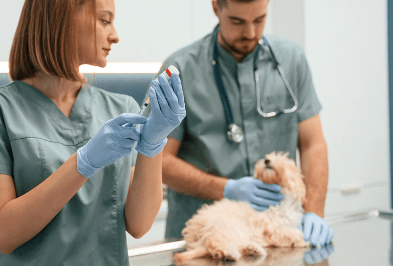 Vaccinations & Parasite Preventions For Pets – Preston Vets